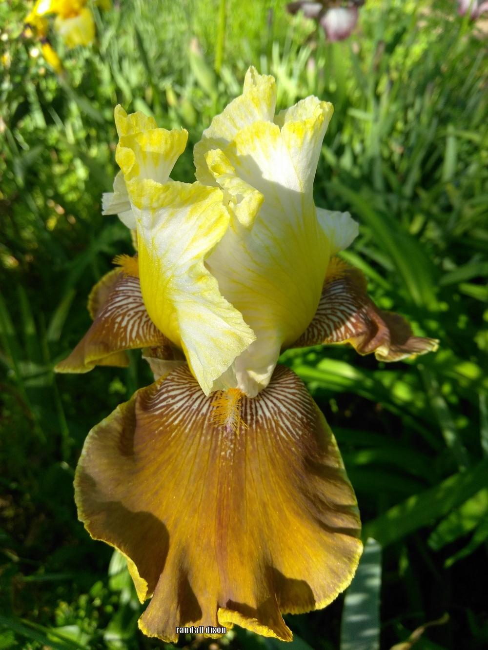 2018 iris crosses in the Irises forum - Garden.org
