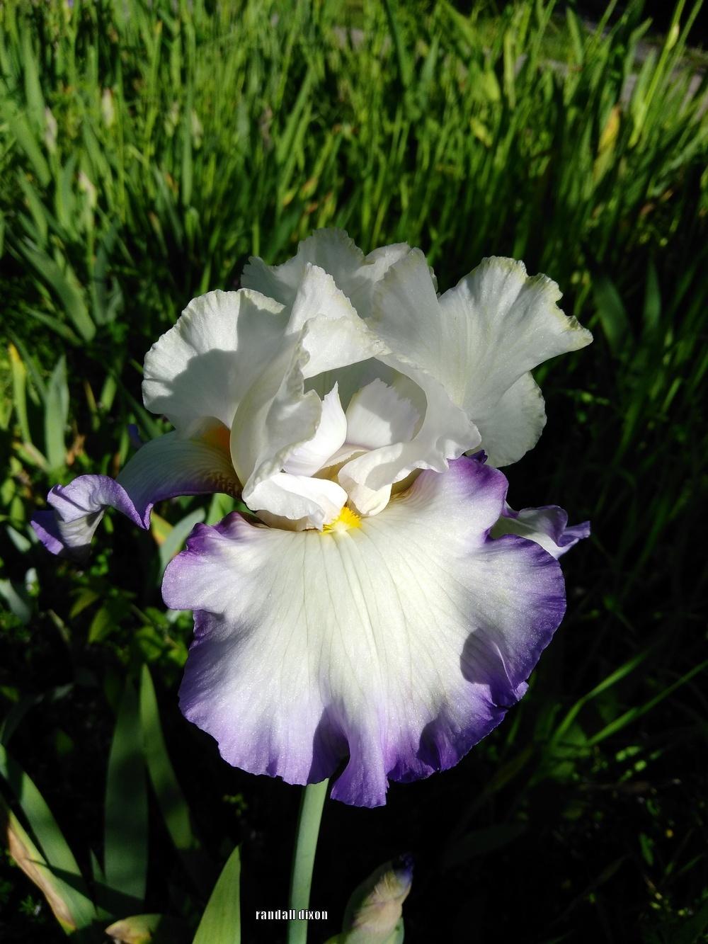 2018 iris crosses in the Irises forum - Garden.org