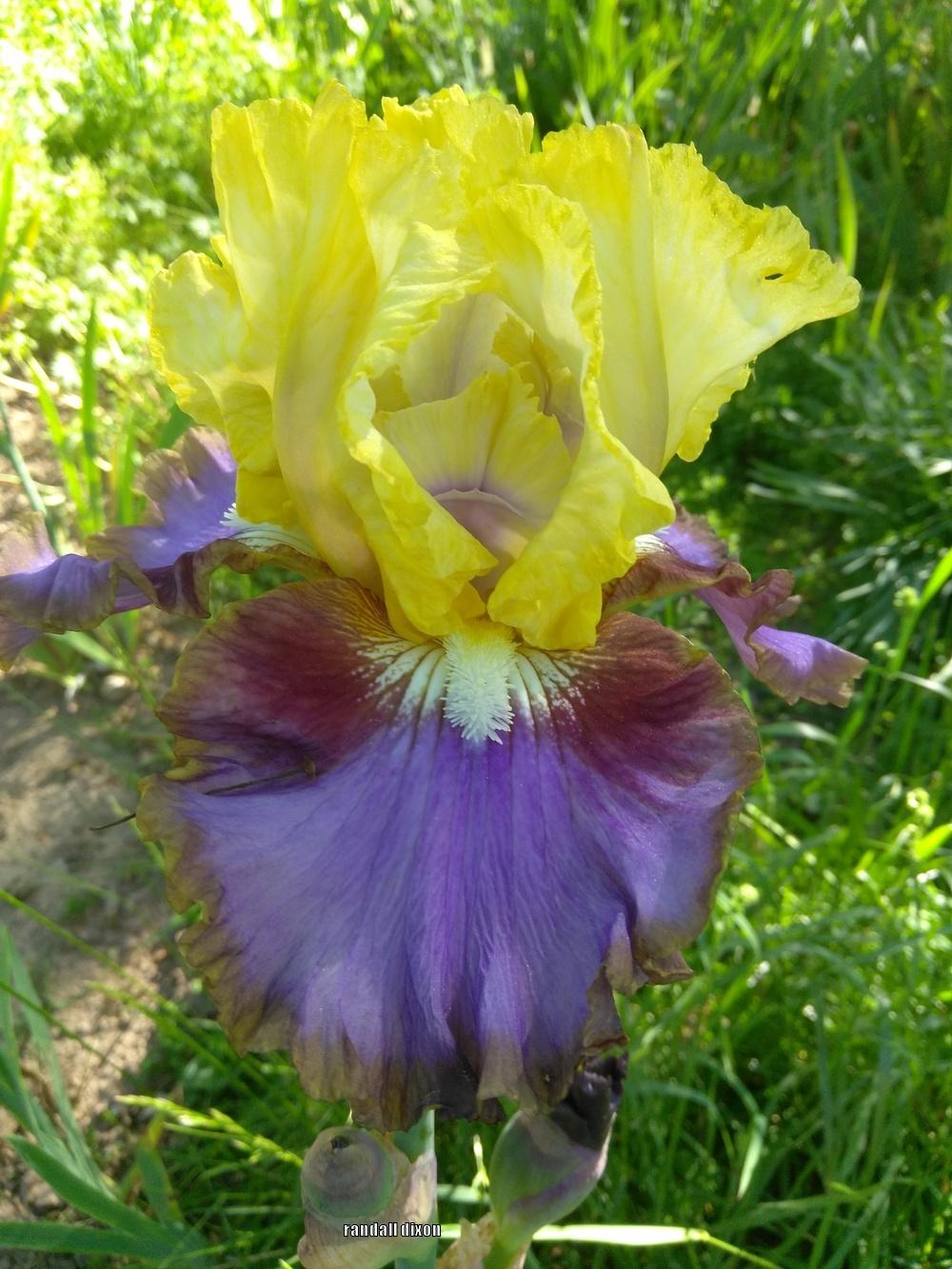 2018 iris crosses in the Irises forum - Garden.org