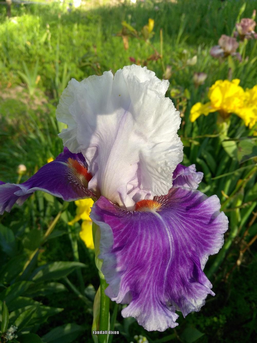 2018 iris crosses in the Irises forum - Garden.org