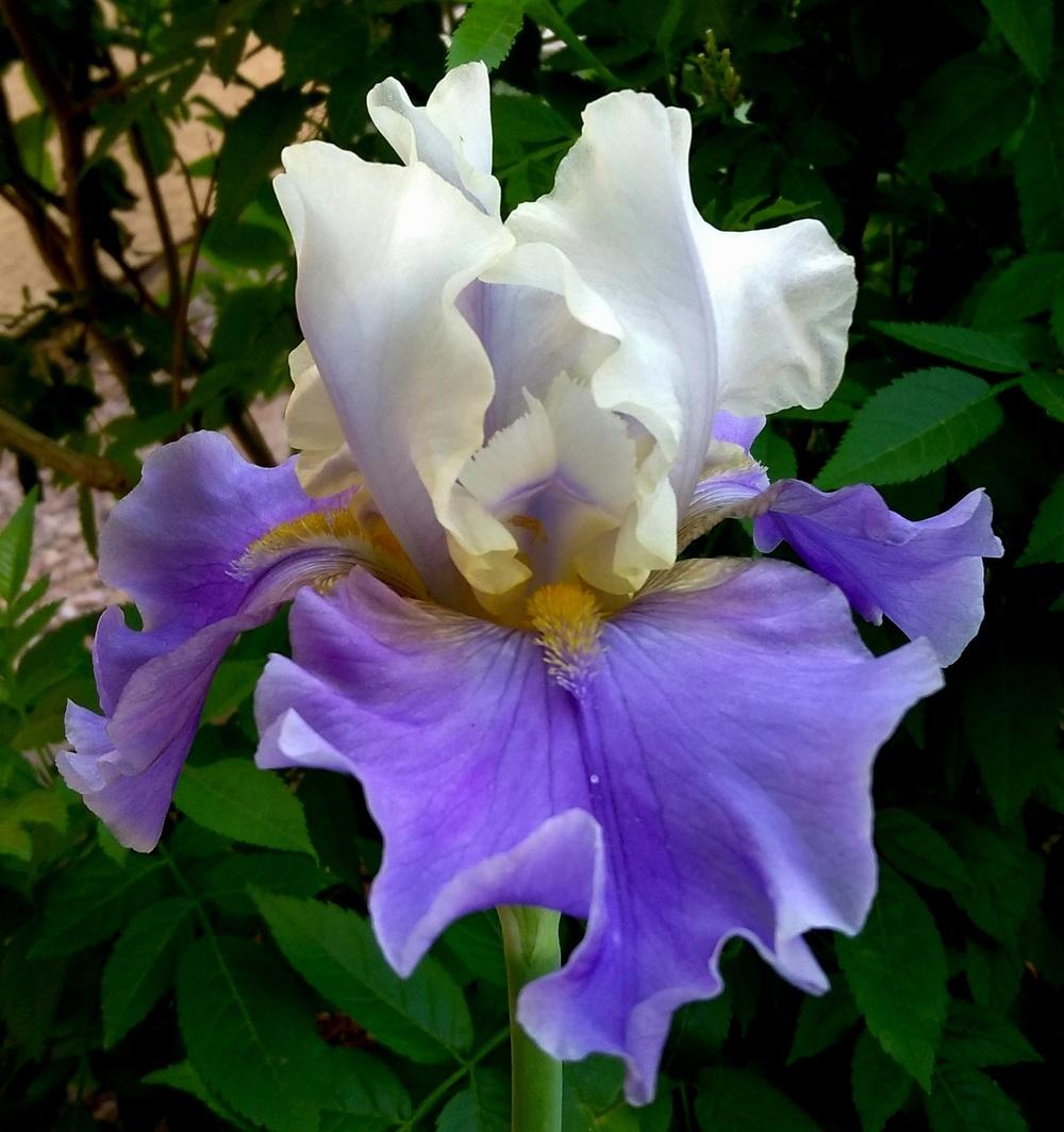 Tall Bearded Iris (Iris 'Mother Earth') in the Irises Database - Garden.org