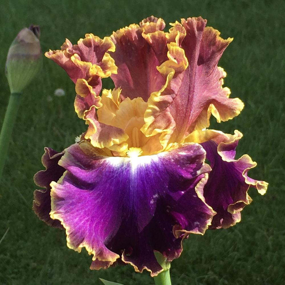Photo of the bloom of Tall Bearded Iris (Iris 'Fancy Ideas') posted by ...
