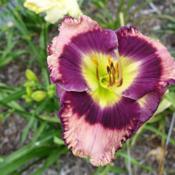 Daylily (Hemerocallis 'Violet Valentine') in the Daylilies Database ...