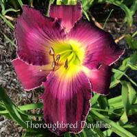 Photo of the bloom of Daylily (Hemerocallis 'Jamie Dockery') posted by ...