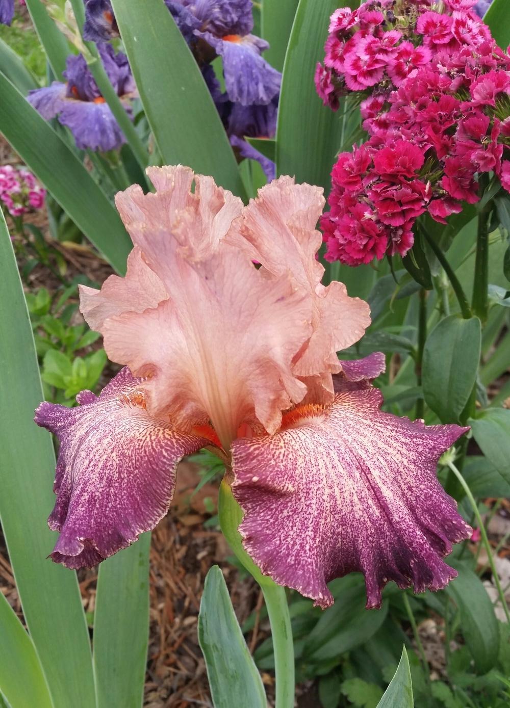 Photo of the bloom of Tall Bearded Iris (Iris 'Secret Melody') posted ...