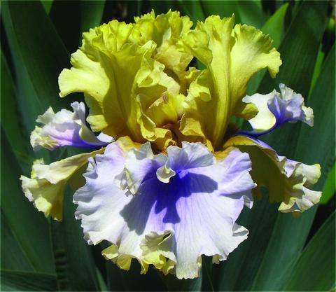 Photo of the bloom of Tall Bearded Iris (Iris 'Floating Feather ...