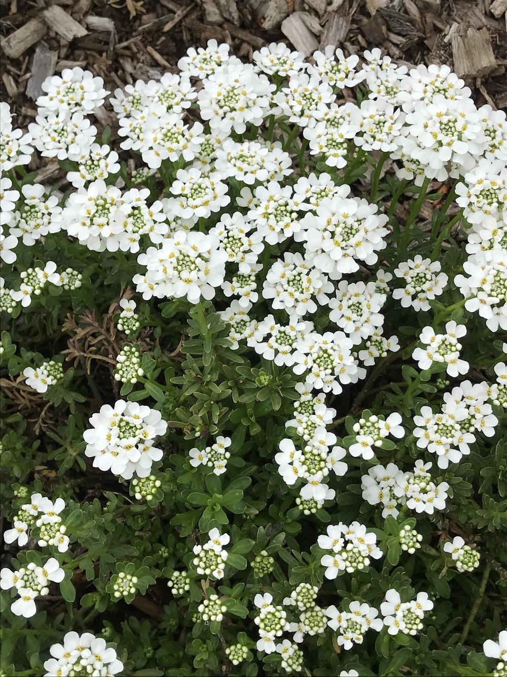 Photo of the entire plant of Evergreen Candytuft (Iberis sempervirens ...
