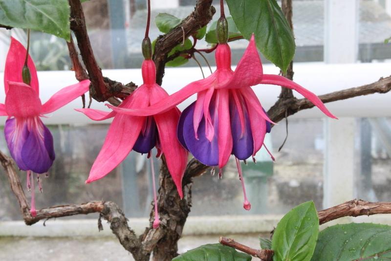 Fuchsia 'Rocket Fire' in the Fuchsias Database - Garden.org