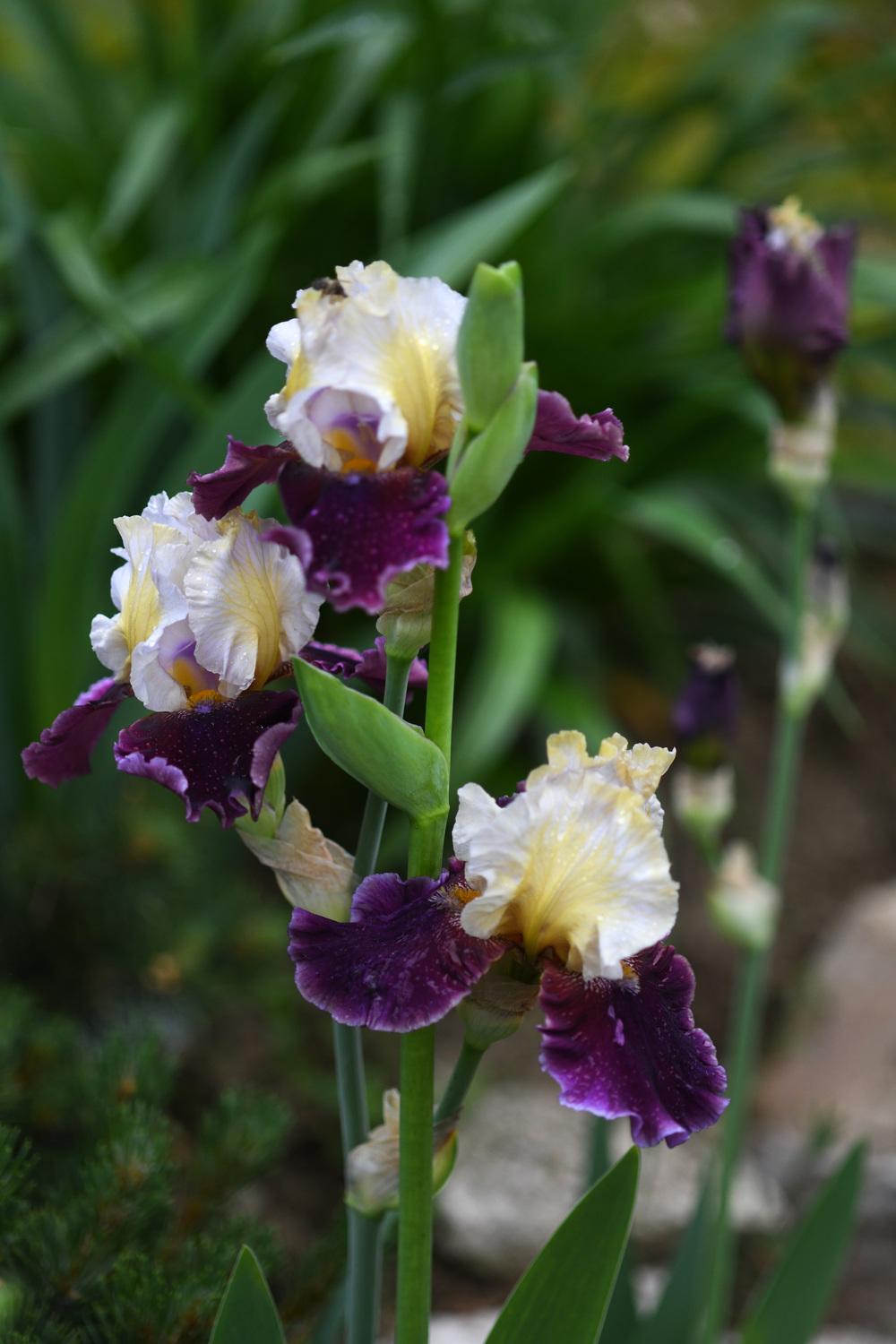 Irises: Plant Care and Collection of Varieties - Garden.org