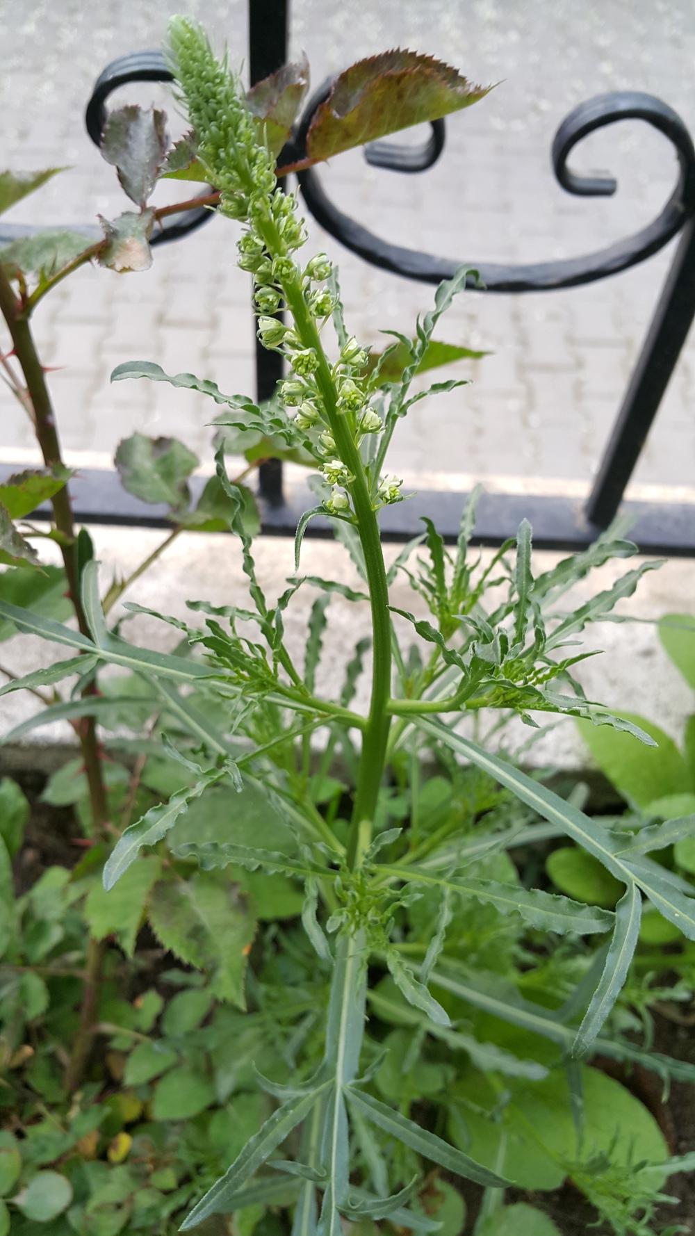 New weed in the garden in the Plant ID forum - Garden.org