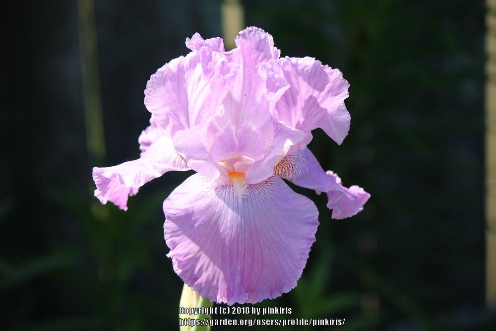 Tall Bearded Iris (Iris 'Italic Light') in the Irises Database - Garden.org