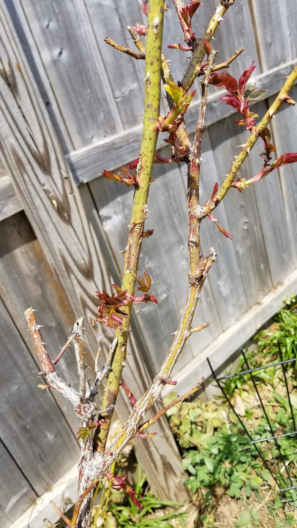 100+ Year Old Rose Possible Brown Canker in the Roses forum - Garden.org