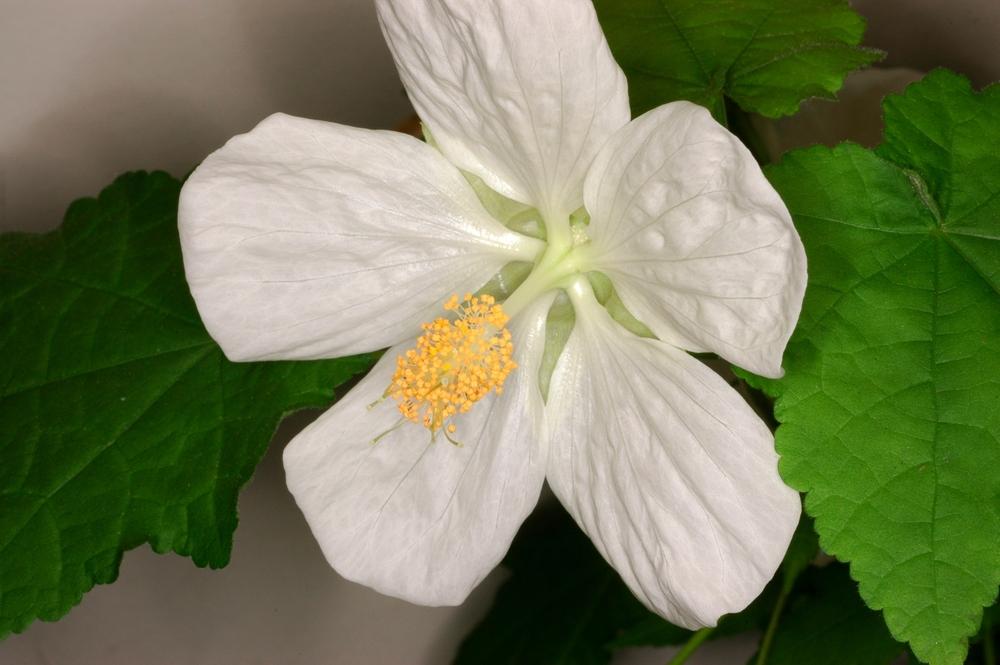 Abutilons: Plant Care and Collection of Varieties - Garden.org