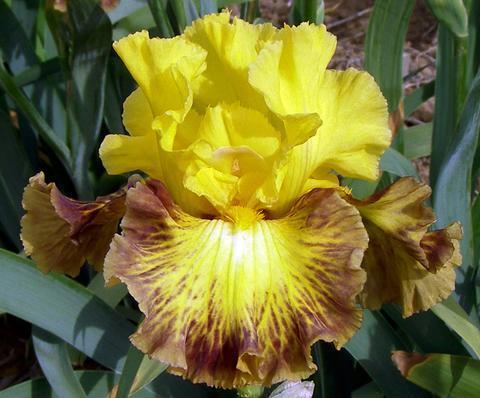 Photo of the bloom of Tall Bearded Iris (Iris 'Tiger Stripe') posted by ...