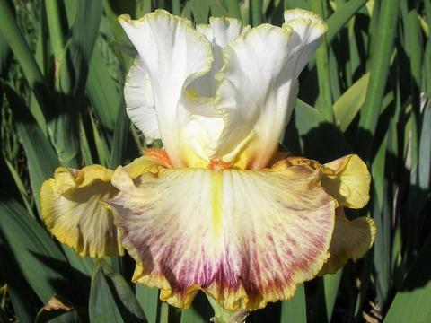 Tall Bearded Iris (Iris 'Solar Surge') in the Irises Database - Garden.org