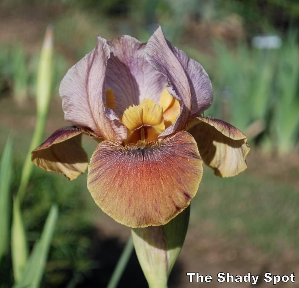 Arilbred Iris (Iris 'Undying Love') in the Irises Database - Garden.org