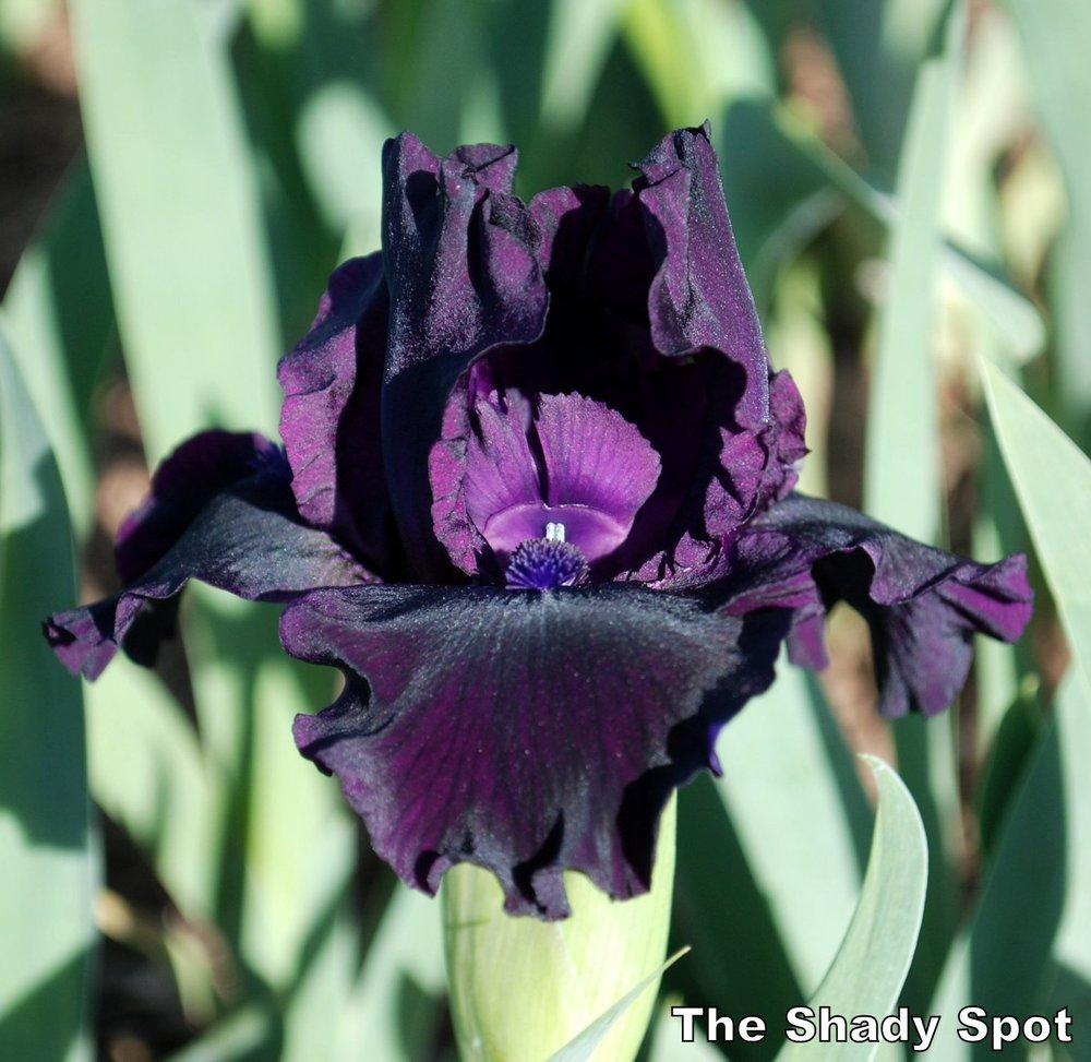 Intermediate Bearded Iris (Iris 'Midnight Sharp') in the Irises ...