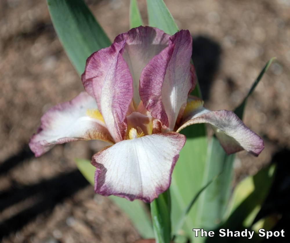 Miniature Tall Bearded Iris (Iris 'Crafted') in the Irises Database ...