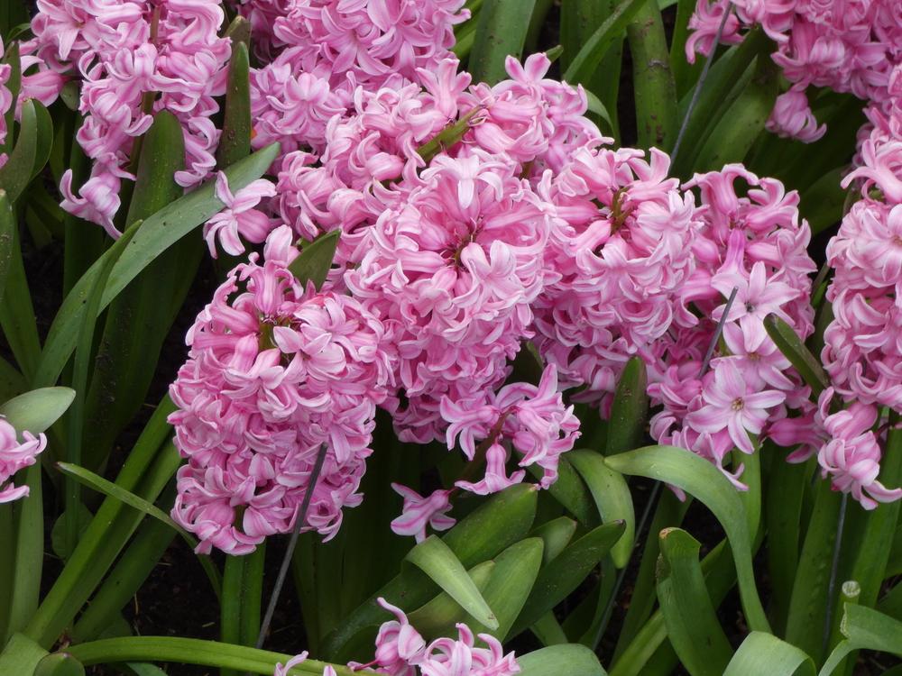 Photo of the bloom of Dutch Hyacinth (Hyacinthus orientalis 'Fondant') posted by mellielong ...