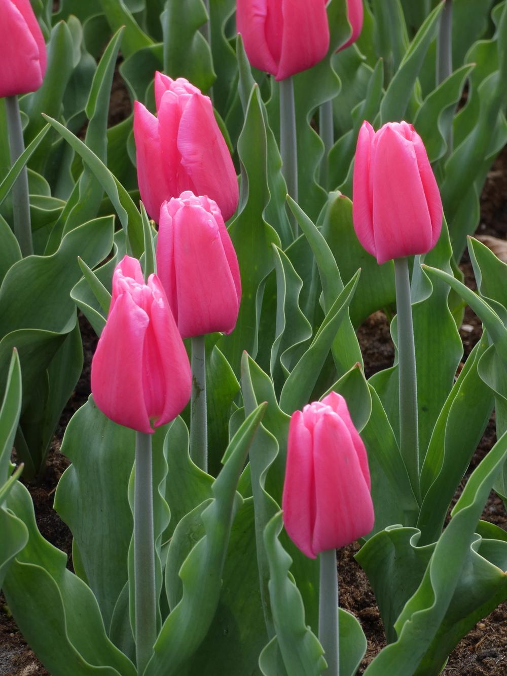Triumph Tulip (Tulipa 'In Love') in the Tulips Database - Garden.org