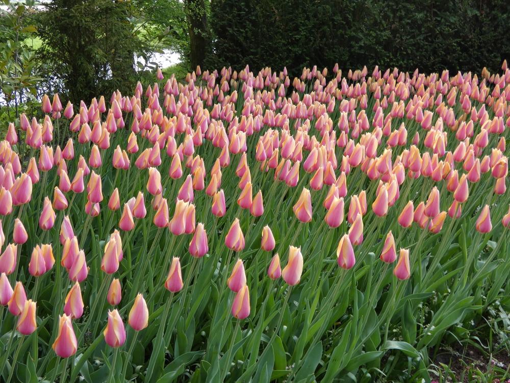 Photo of the entire plant of Single Late Tulip (Tulipa 'Blushing Lady ...