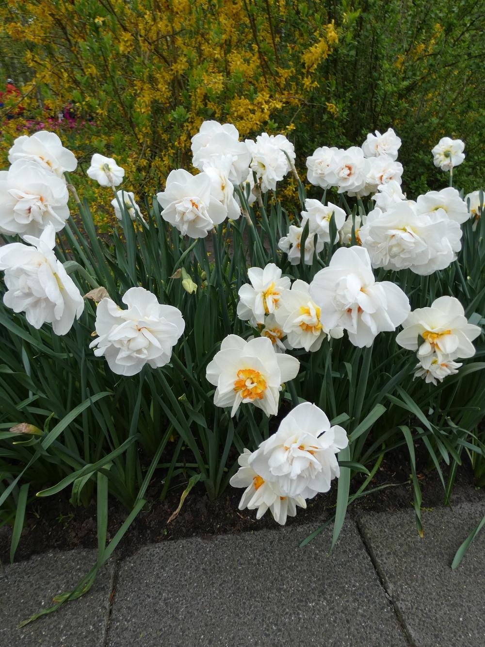 Photo of the entire plant of Double Daffodil (Narcissus 'Acropolis ...
