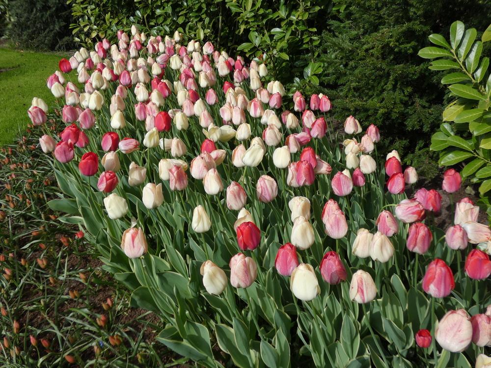 Darwin Hybrid Tulip (Tulipa 'Silverstream') in the Tulips Database ...