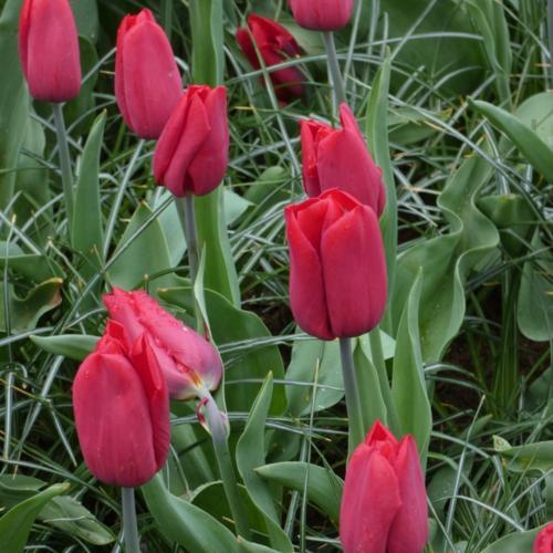 Tulip (Tulipa 'Strong Love') in the Tulips Database - Garden.org