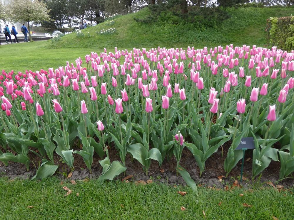 Photo of the entire plant of Triumph Tulip (Tulipa 'Sanne') posted by ...