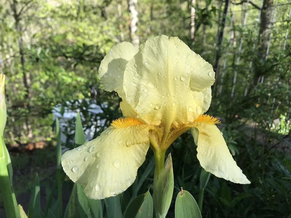 Tall Bearded Iris (Iris 'Alice Harding') in the Irises Database ...