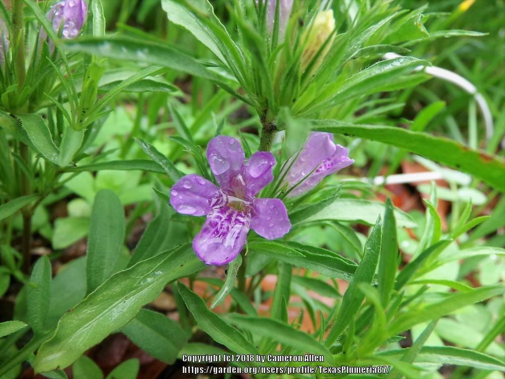 Snake Herb (Dyschoriste linearis) - Garden.org
