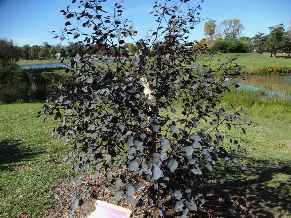 Sugar Gum (Eucalyptus cladocalyx Vintage Red™) - Garden.org