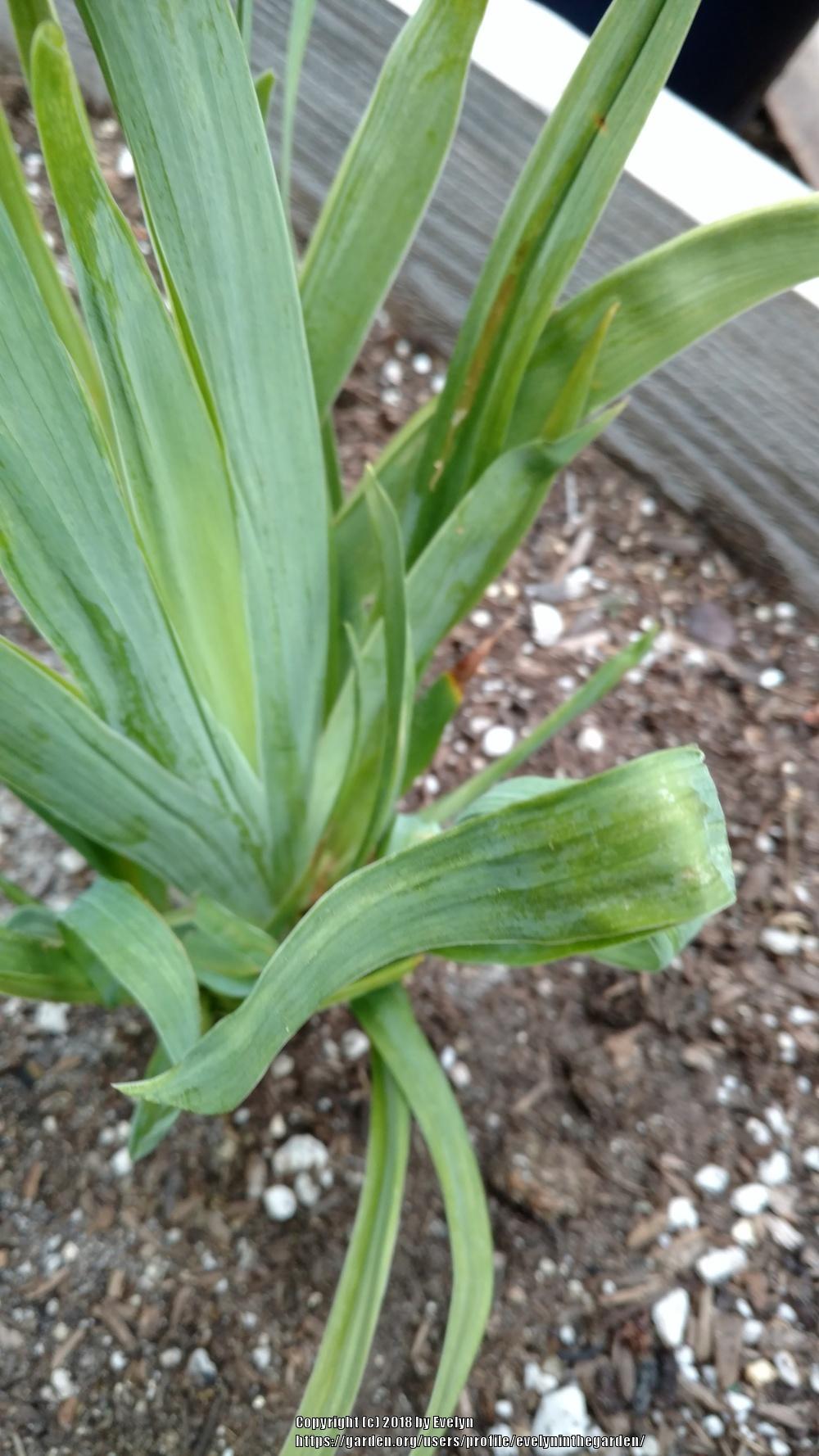 Deformed iris in the Irises forum - Garden.org