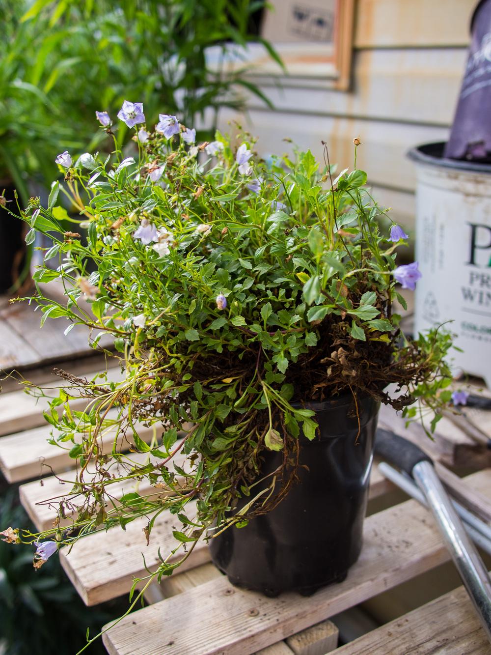 Dalmatian Bellflower (Campanula portenschlagiana Clockwise™ Deep Blue ...