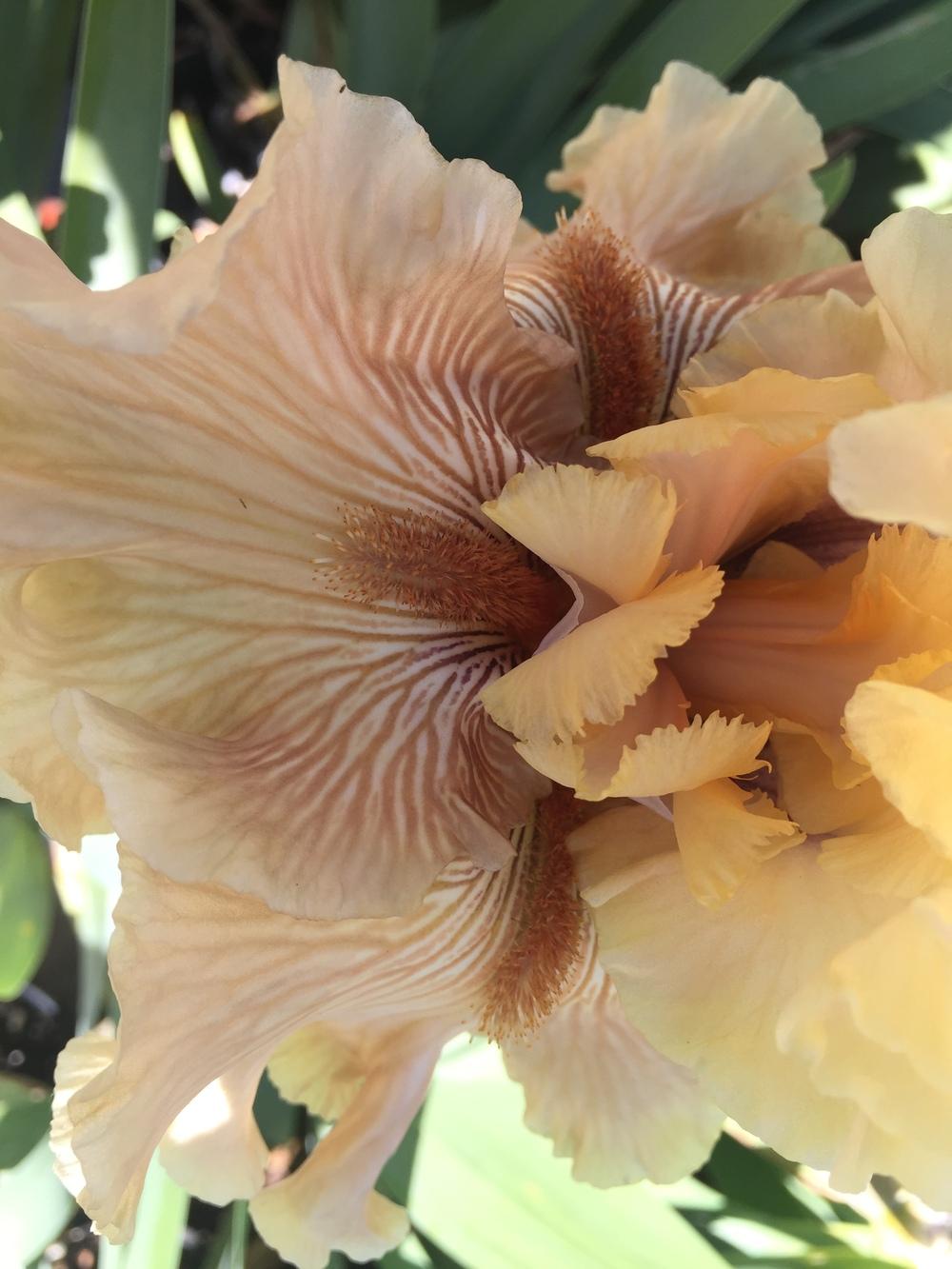 Deformed iris in the Irises forum - Garden.org