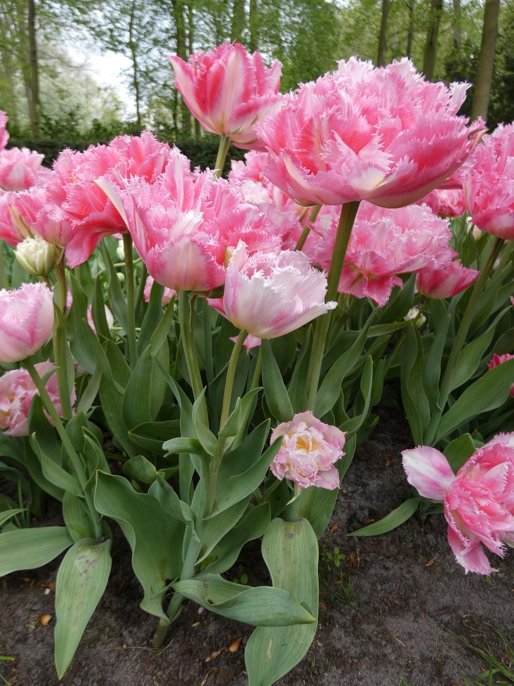 Photo of the entire plant of Tulip (Tulipa 'Crispion Sweet') posted by ...