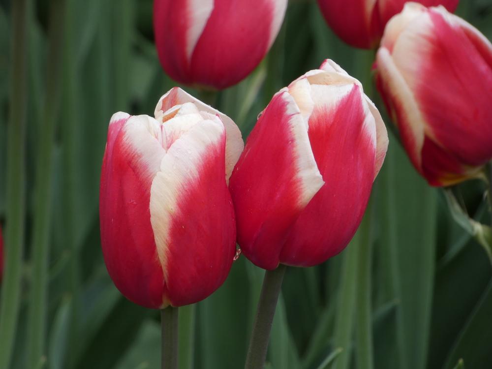 Tulip (Tulipa 'Buster') in the Tulips Database - Garden.org