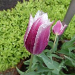 Single Early Tulip (Tulipa 'Lac van Rijn') in the Tulips Database ...