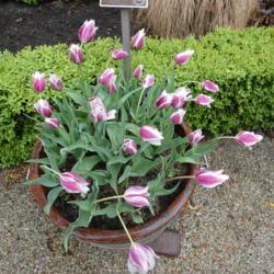 Single Early Tulip (Tulipa 'Lac van Rijn') in the Tulips Database ...