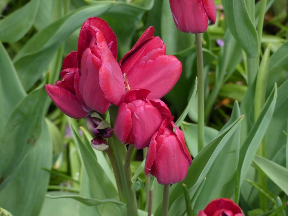 Tulip (Tulipa 'Fiery Club') in the Tulips Database - Garden.org