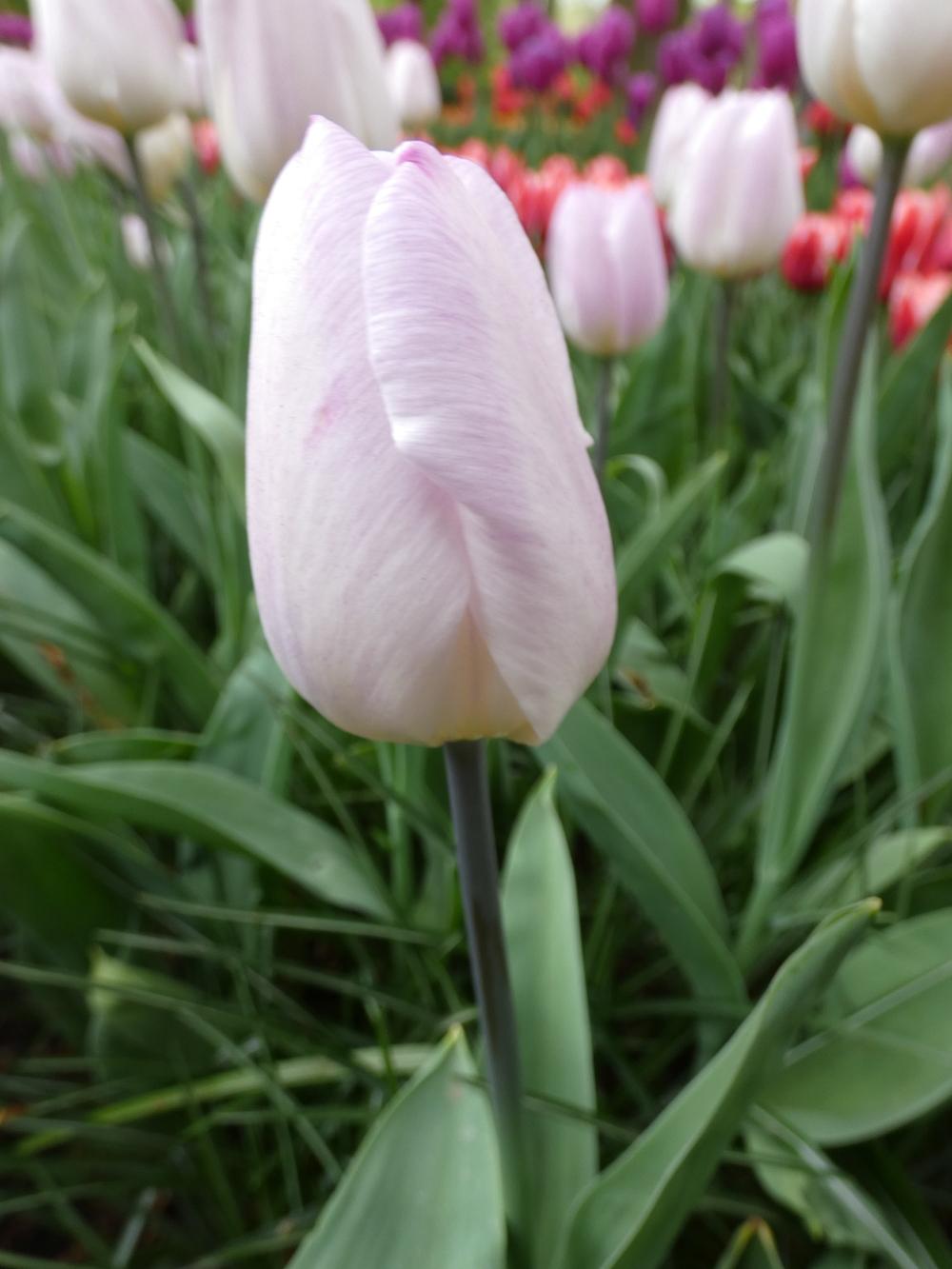 Tulip (Tulipa 'Sweet Flag') in the Tulips Database - Garden.org