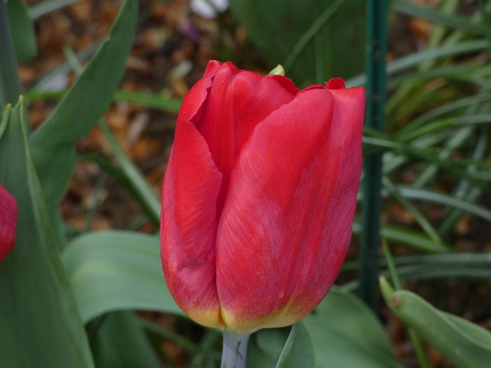 Photo of the bloom of Tulip (Tulipa 'Strong Fire') posted by mellielong ...