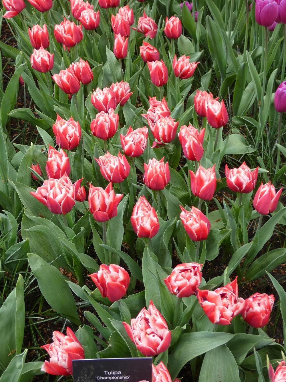 Tulip (Tulipa 'Championship') in the Tulips Database - Garden.org