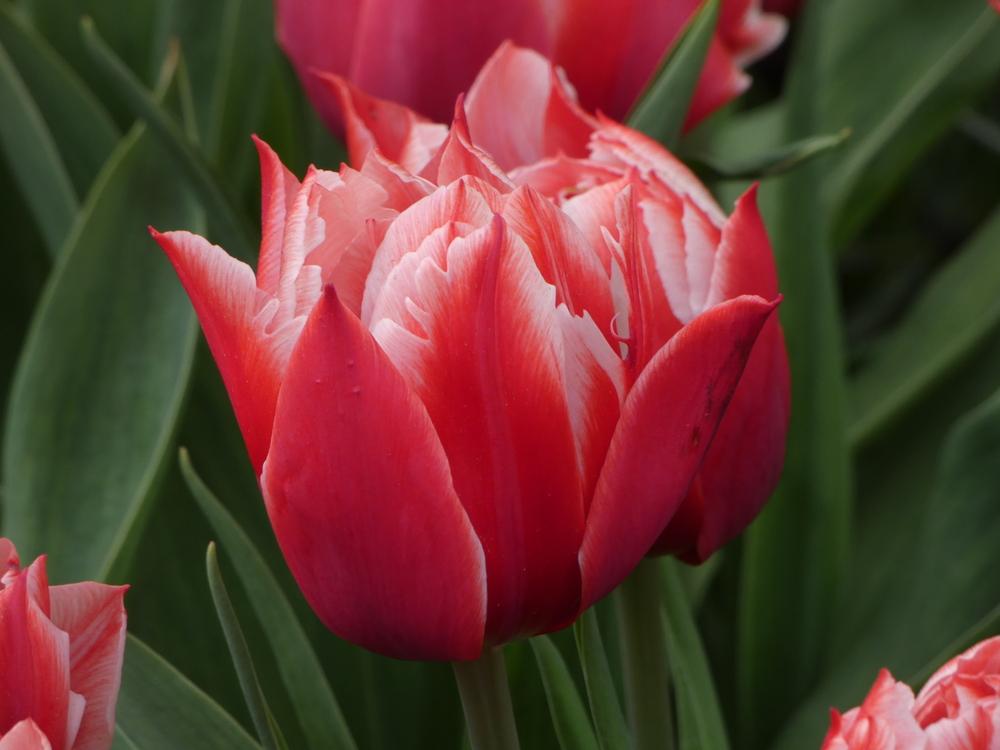 Tulip (Tulipa 'Championship') in the Tulips Database - Garden.org