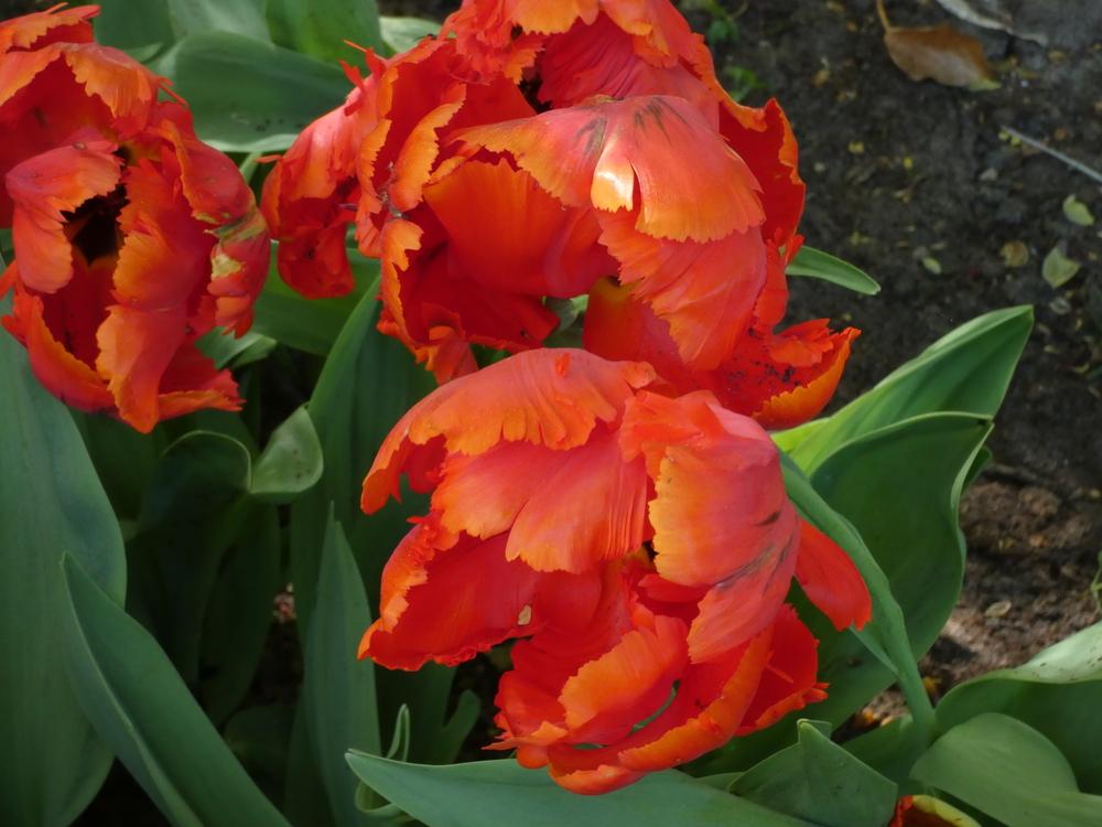 Tulip (Tulipa 'Flower Power') in the Tulips Database - Garden.org