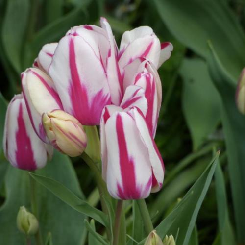 Single Late Tulip (Tulipa 'Flaming Club') in the Tulips Database ...