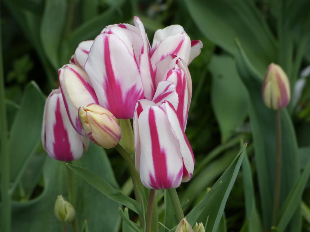 Single Late Tulip (Tulipa 'Flaming Club') in the Tulips Database ...