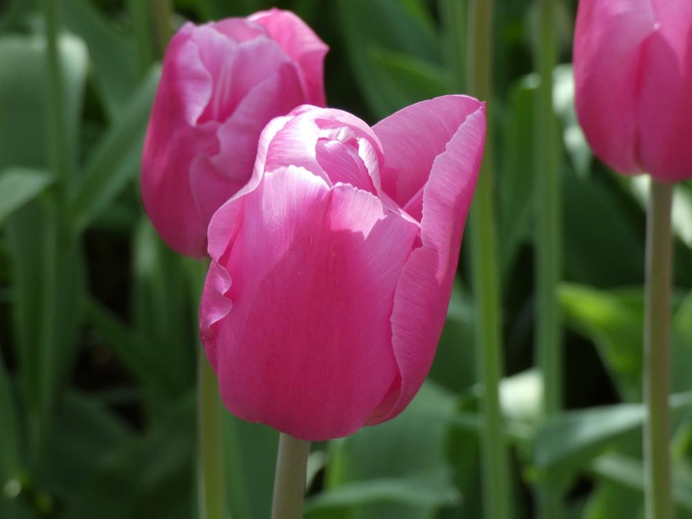 Photo of the bloom of Tulip (Tulipa 'Jumbo Pink') posted by mellielong ...