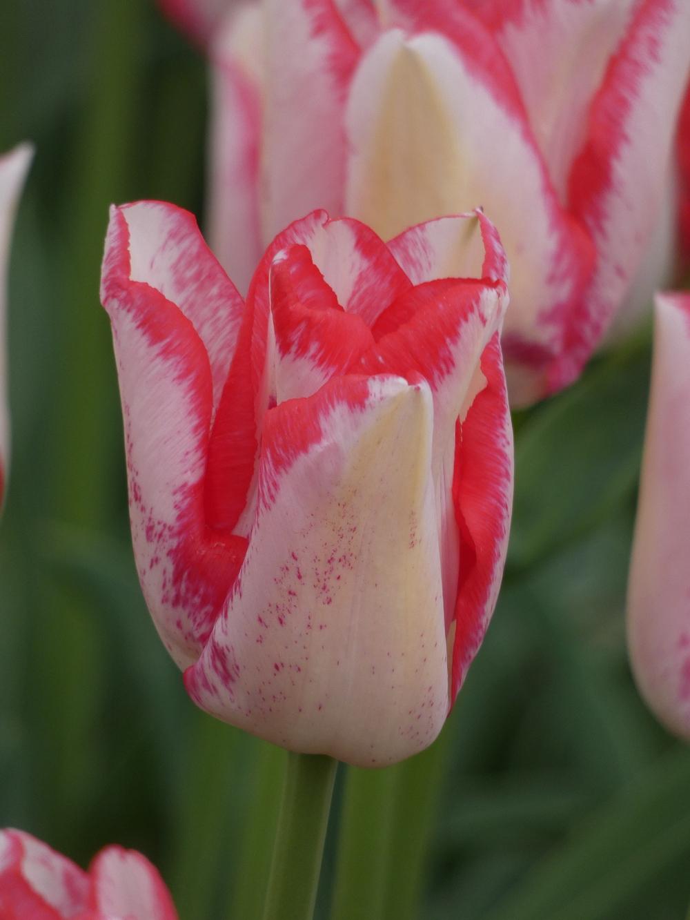 Triumph Tulip (Tulipa 'Beauty Trend') in the Tulips Database - Garden.org