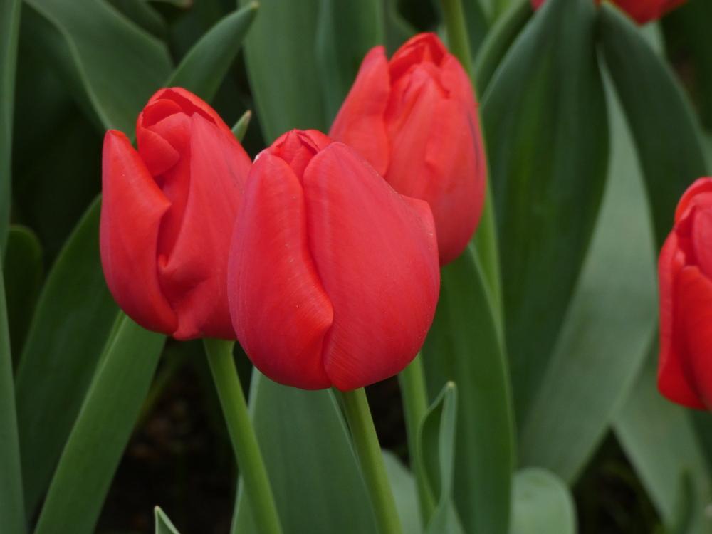 Triumph Tulip (Tulipa 'Vesna') in the Tulips Database - Garden.org